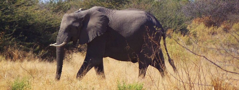 Brexit and UK Higher Education – the Elephant Stampedes Across the ...